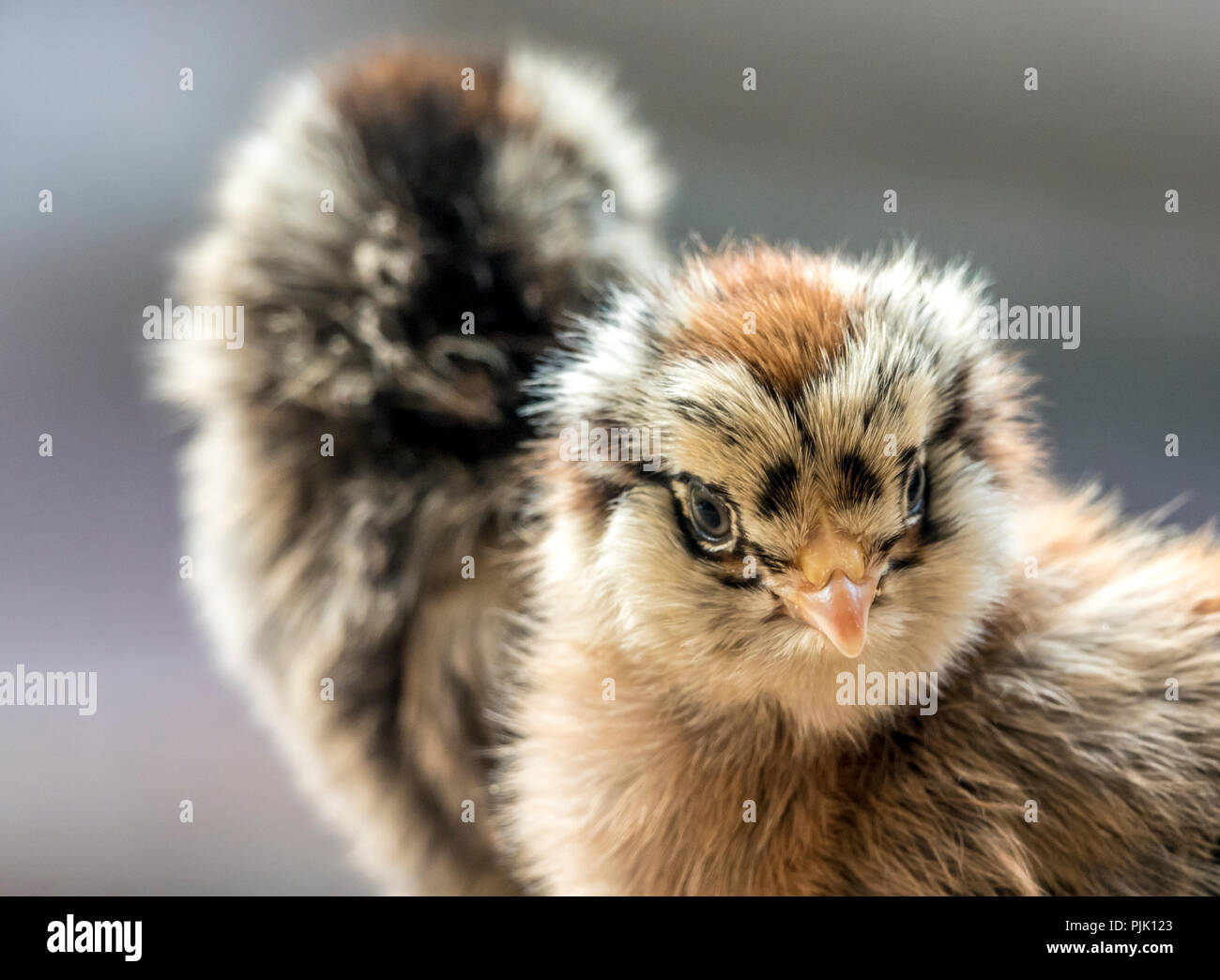 chicken,Gallus gallus domesticus is a type of domesticated fowl, a ...