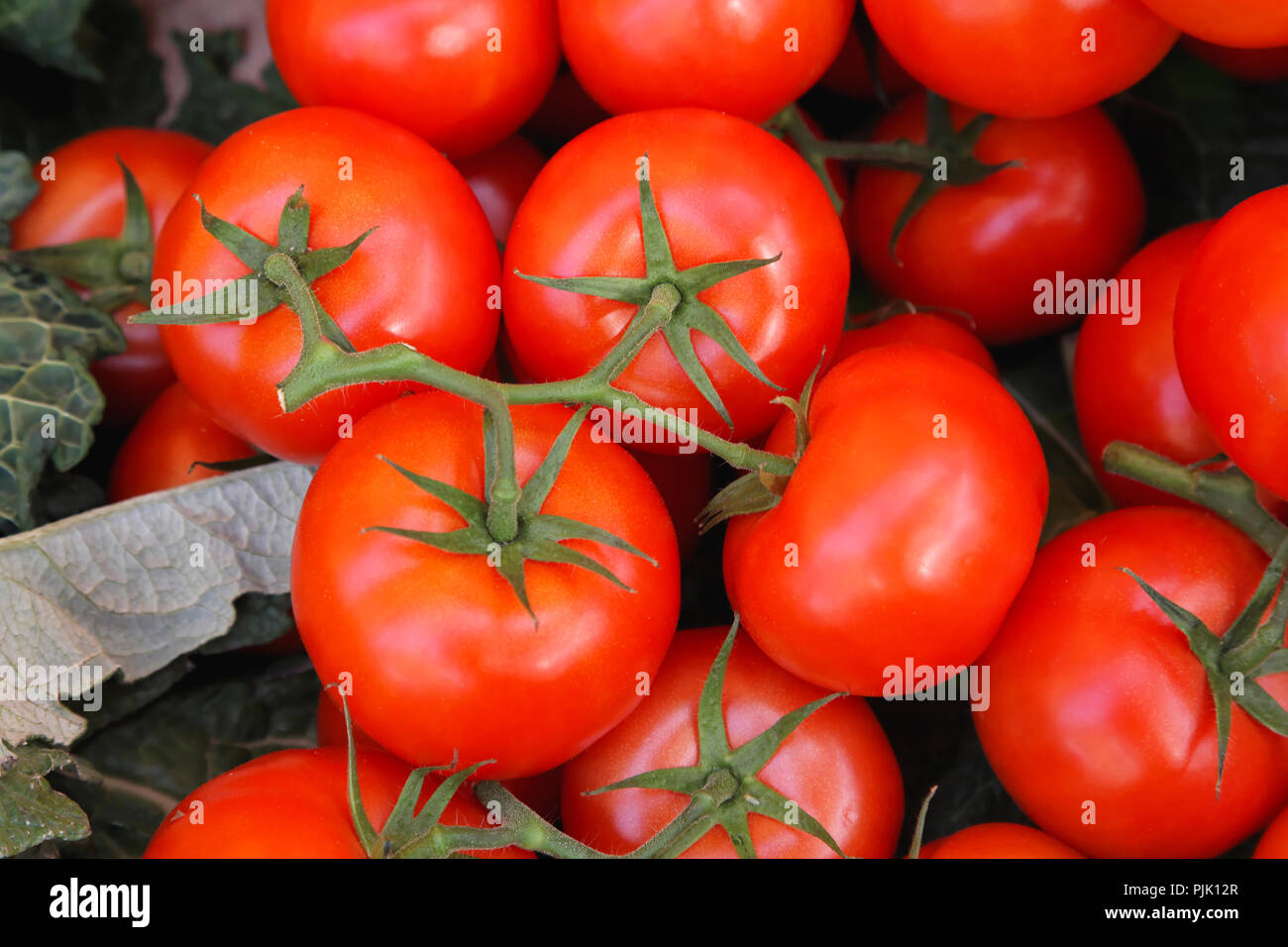 Clusters of red ripe tomatoes at vine Stock Photo - Alamy
