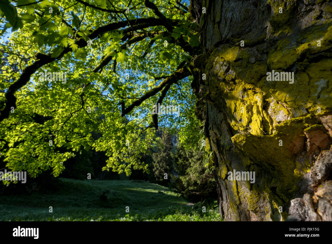 Sycamore maple at the Laber mountain, Oberammergau, Ammergau Alps ...