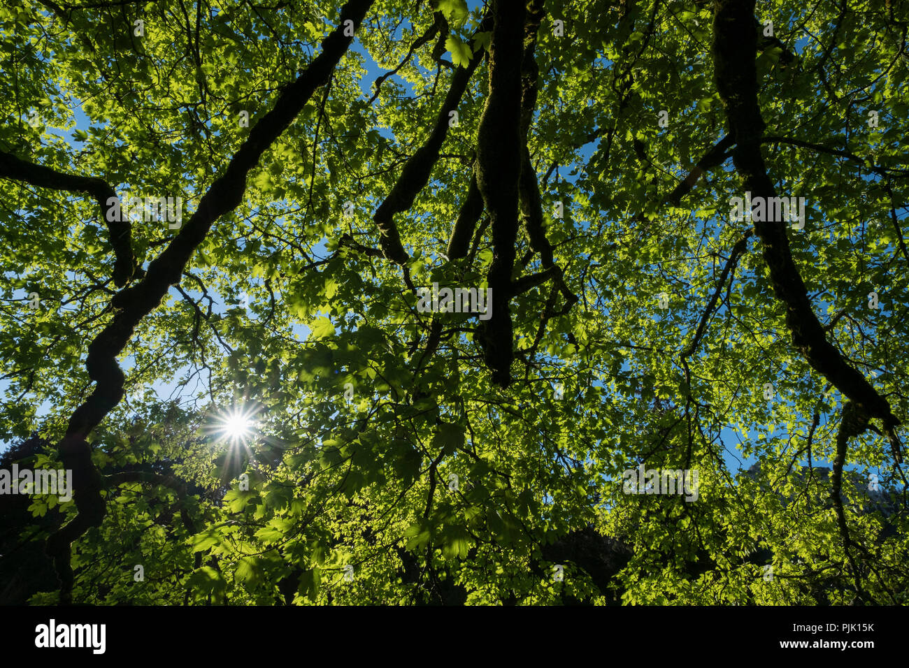 Sycamore maple hi-res stock photography and images - Alamy