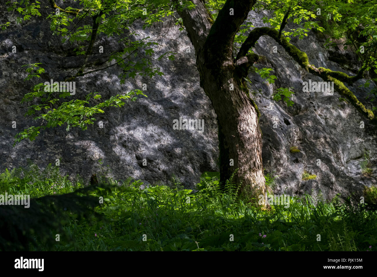 Sycamore maple at the Laber mountain, Oberammergau, Ammergau Alps ...