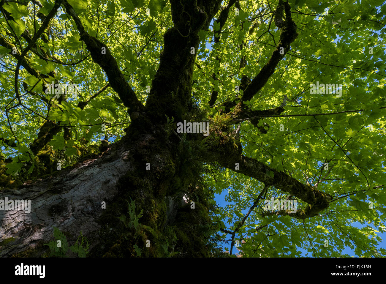 Sycamore maple hi-res stock photography and images - Alamy