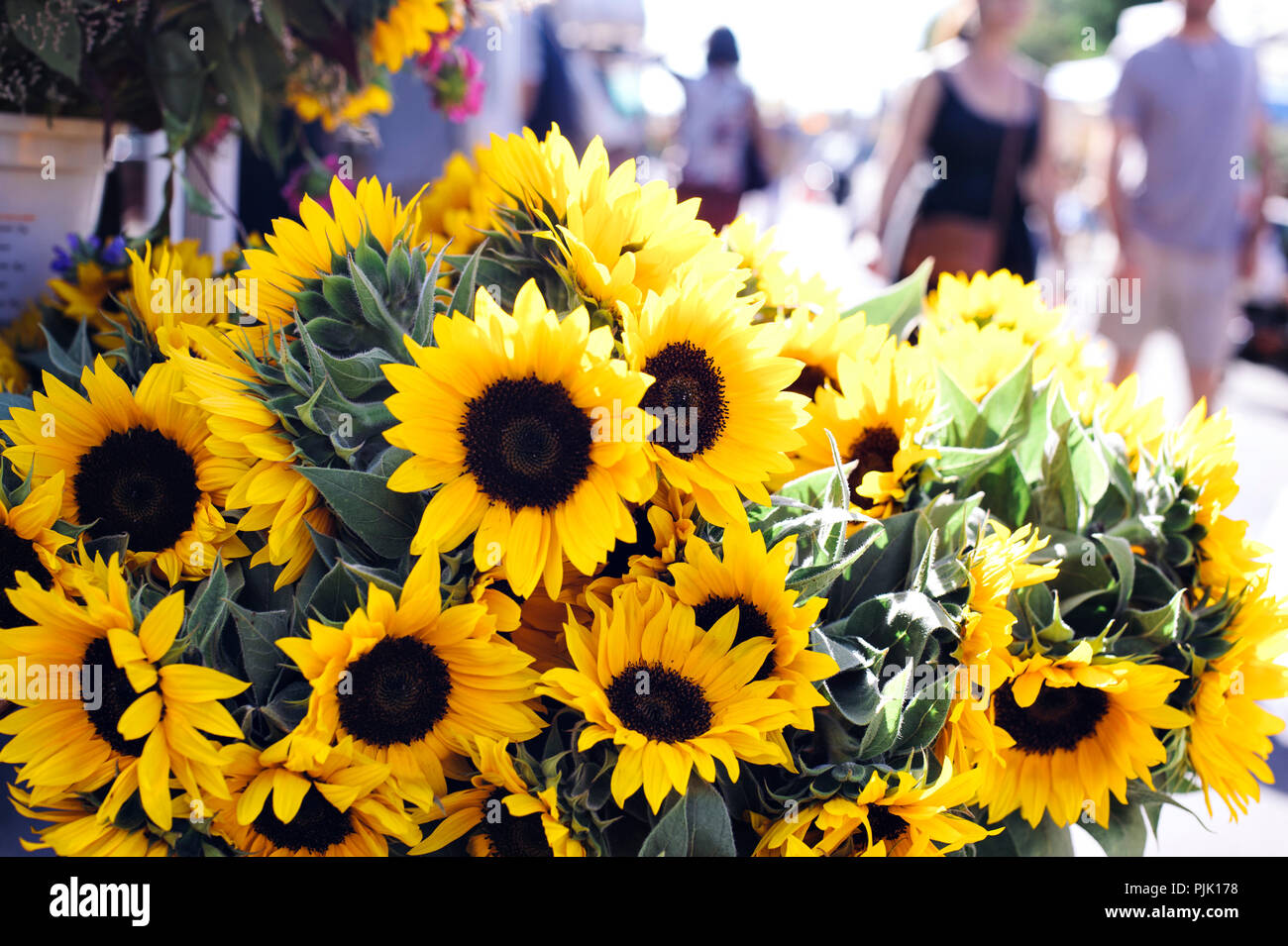 a bunch of fresh yellow sunflowers ready for sale at a local farmers ...