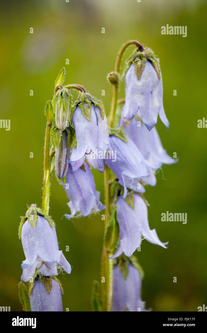 Bluebell at the Höfats, Allgäu Alps, Bavaria, Germany Stock Photo - Alamy