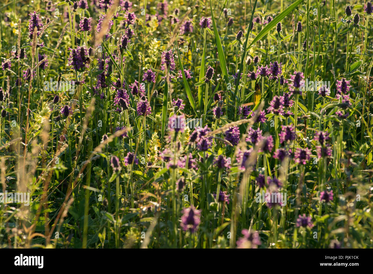 Real Betonie (Betonica officinalis), also Heil-Ziest im Kochler Moos ...