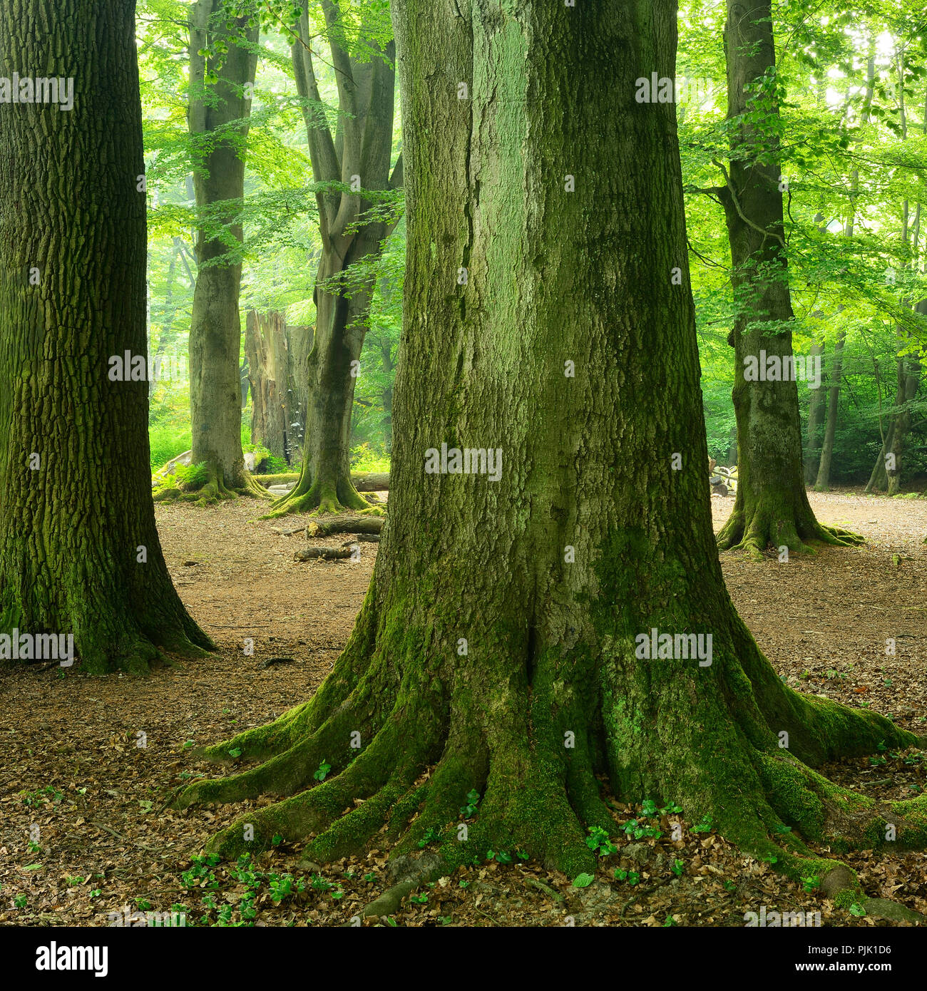 giant trees, mighty old beech trees and oak trees in a former wood ...