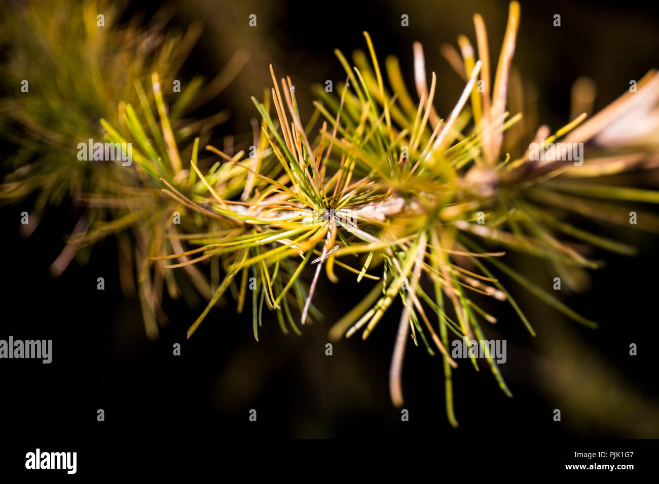 Tyrolean high forest hi-res stock photography and images - Alamy