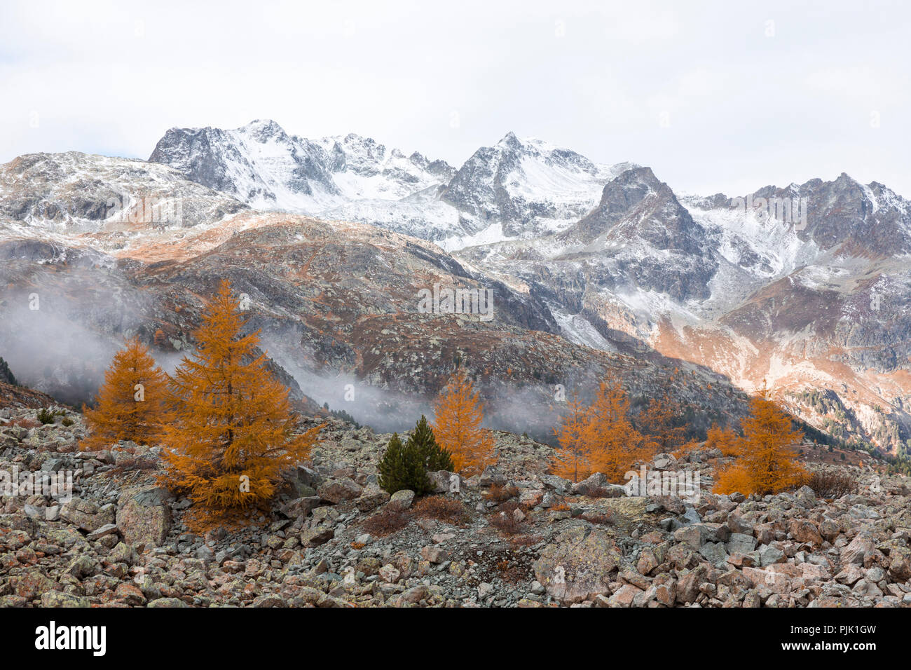 Albula line hi-res stock photography and images - Alamy