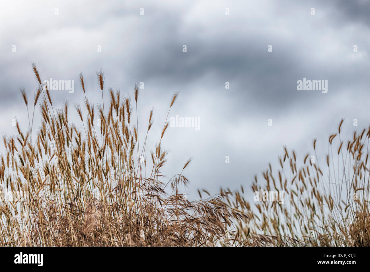 Grass in the wind in front of cloudy sky Stock Photo - Alamy