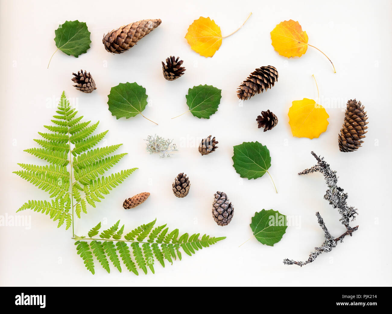 Swedish fern hi-res stock photography and images - Alamy