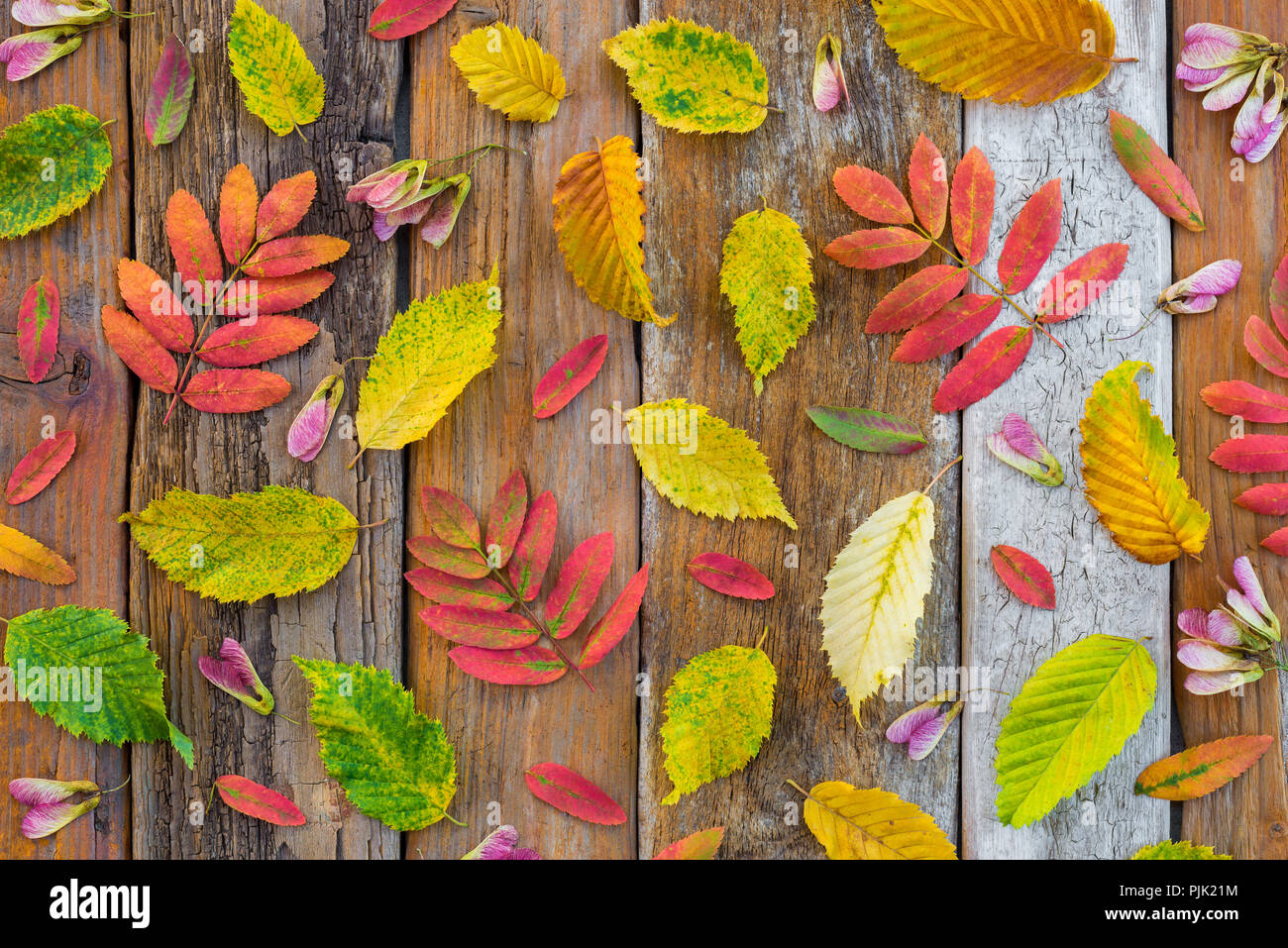 Colorful autumn leaves on old rustic wood background. Nature flat lay ...