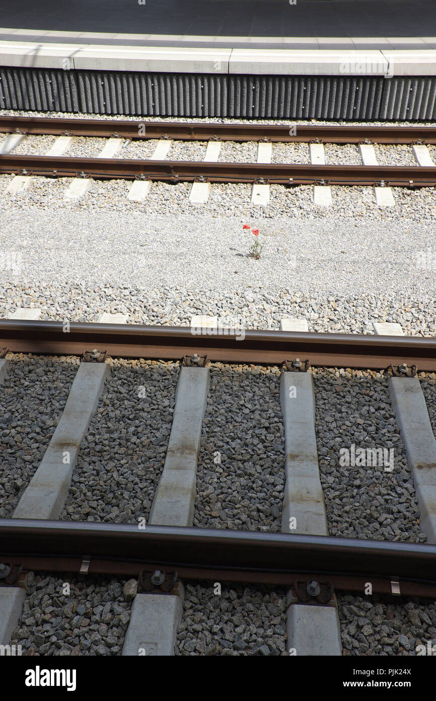 Flower on the track bed Stock Photo - Alamy
