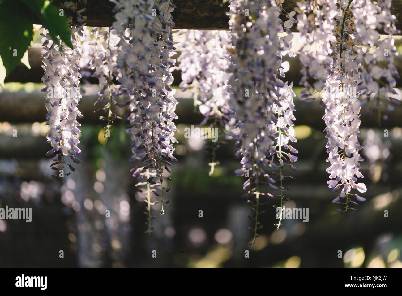 Wisteria in full flower hi-res stock photography and images - Alamy