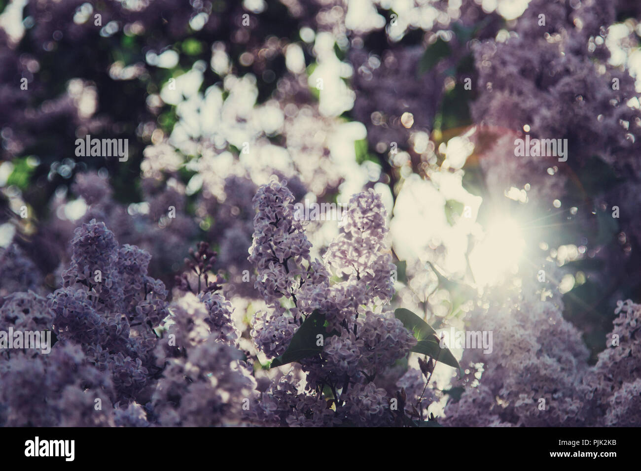 Lilac tree in bright sunlight Stock Photo - Alamy