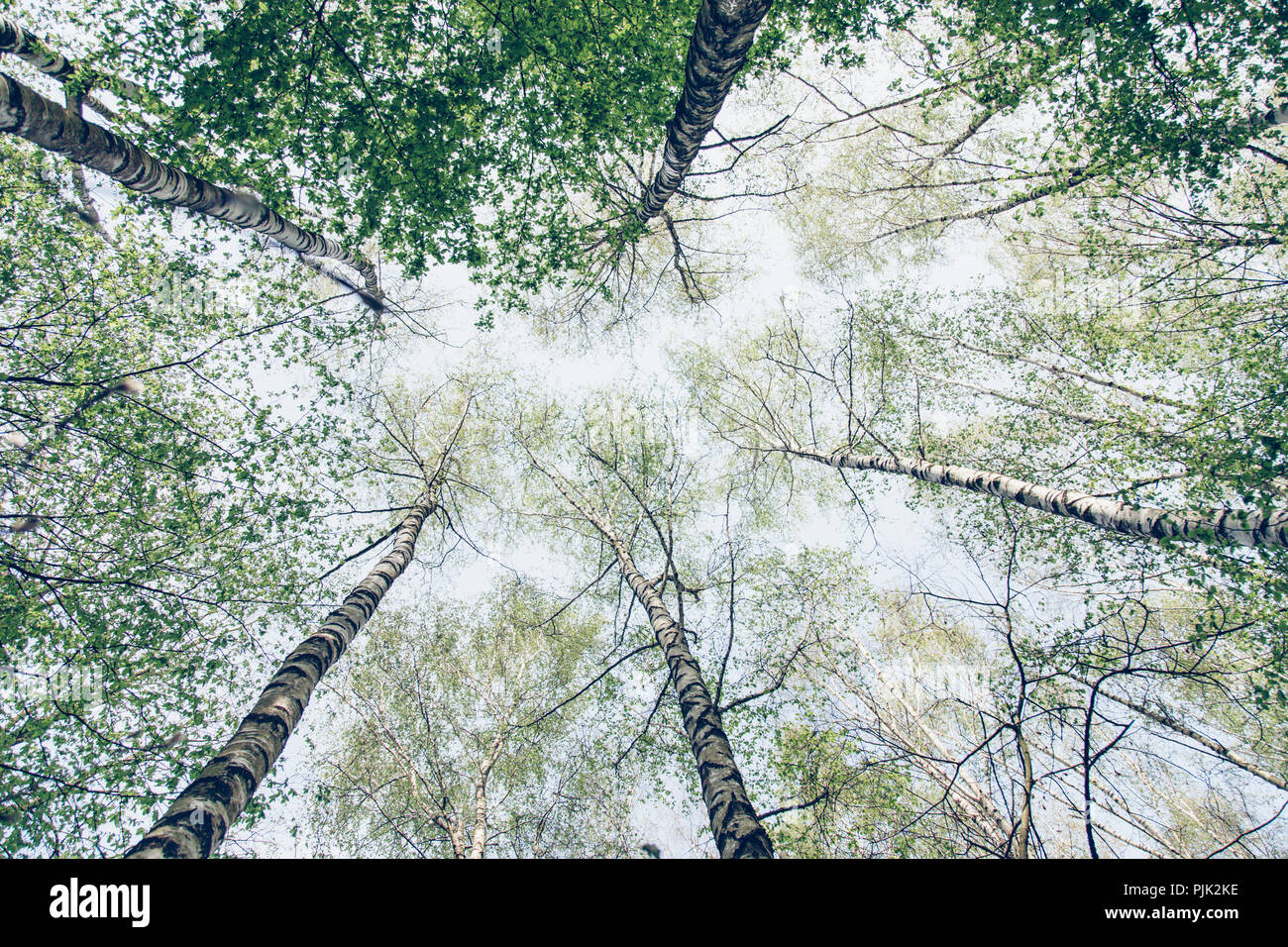 Birch forest in spring Stock Photo - Alamy
