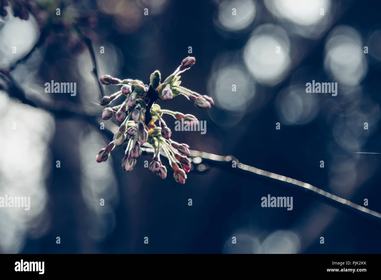 Cherry tree buds hi-res stock photography and images - Alamy