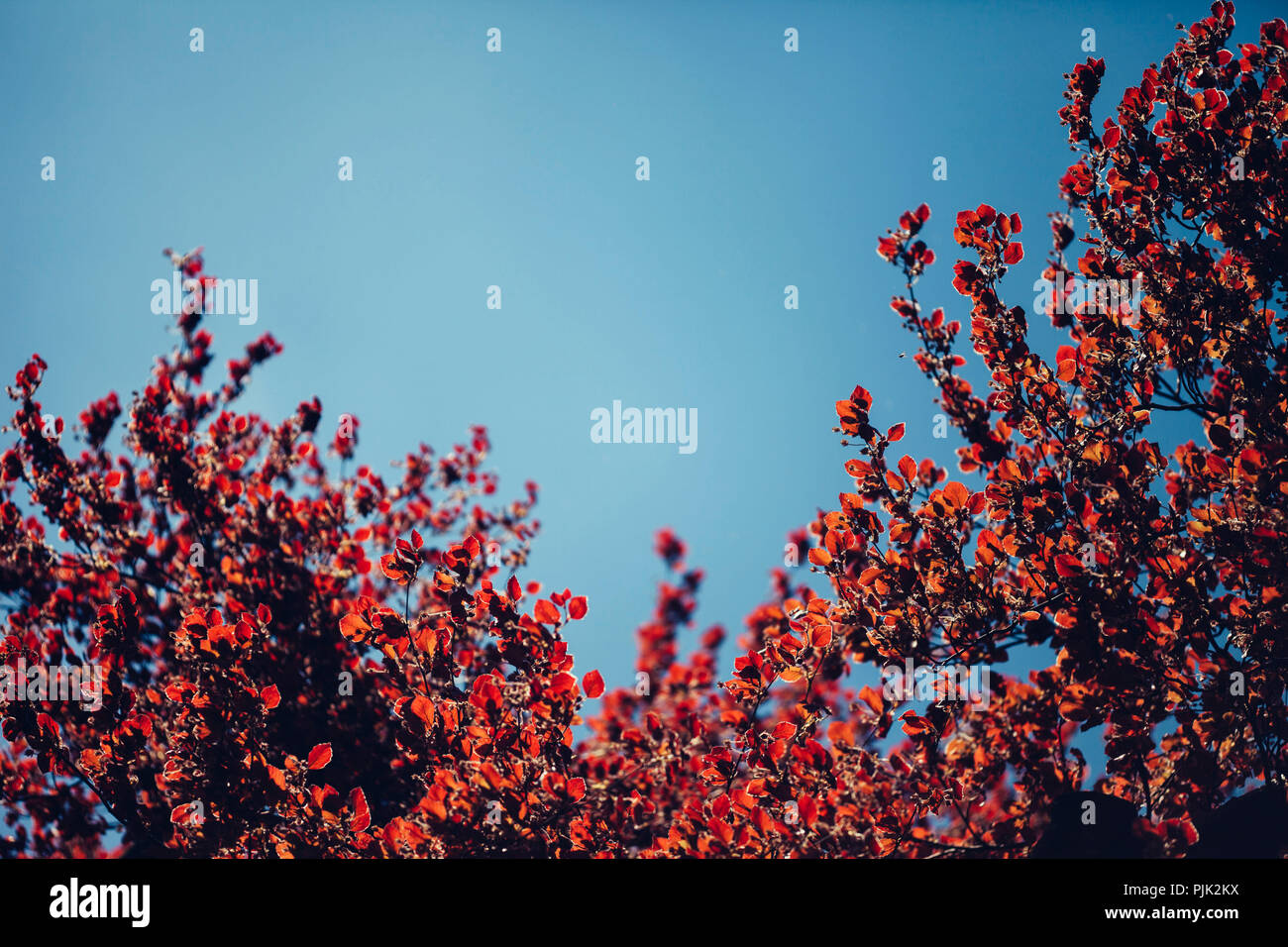 Purple leaf plum tree hi-res stock photography and images - Alamy