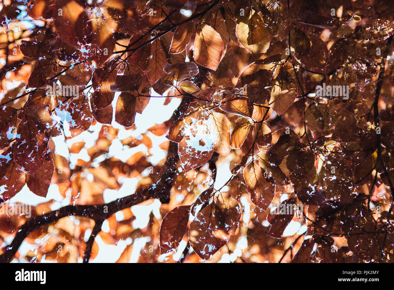 Copper beech artistical photographed with the help of double exposure ...