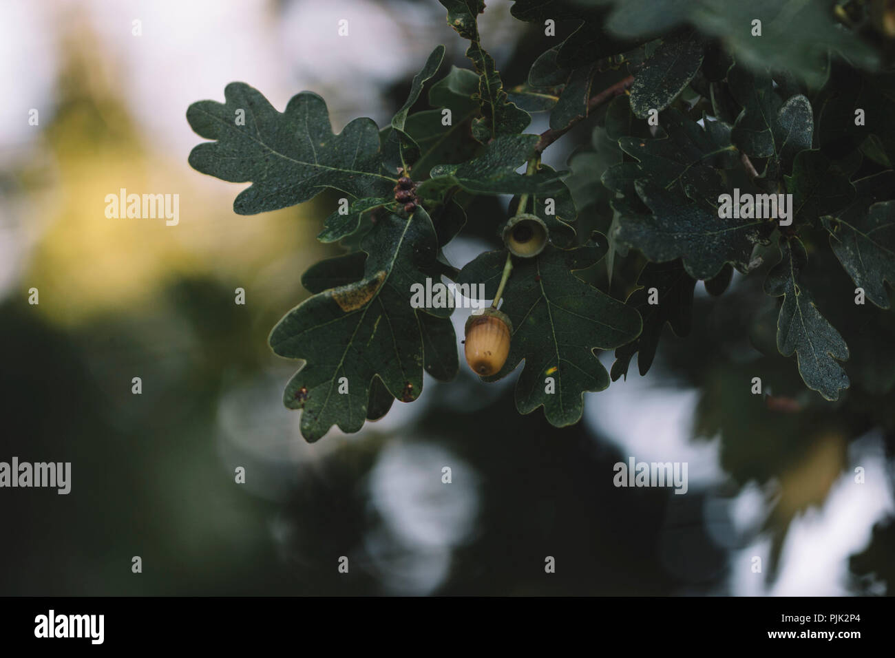 Acorns in light autumn hi-res stock photography and images - Alamy