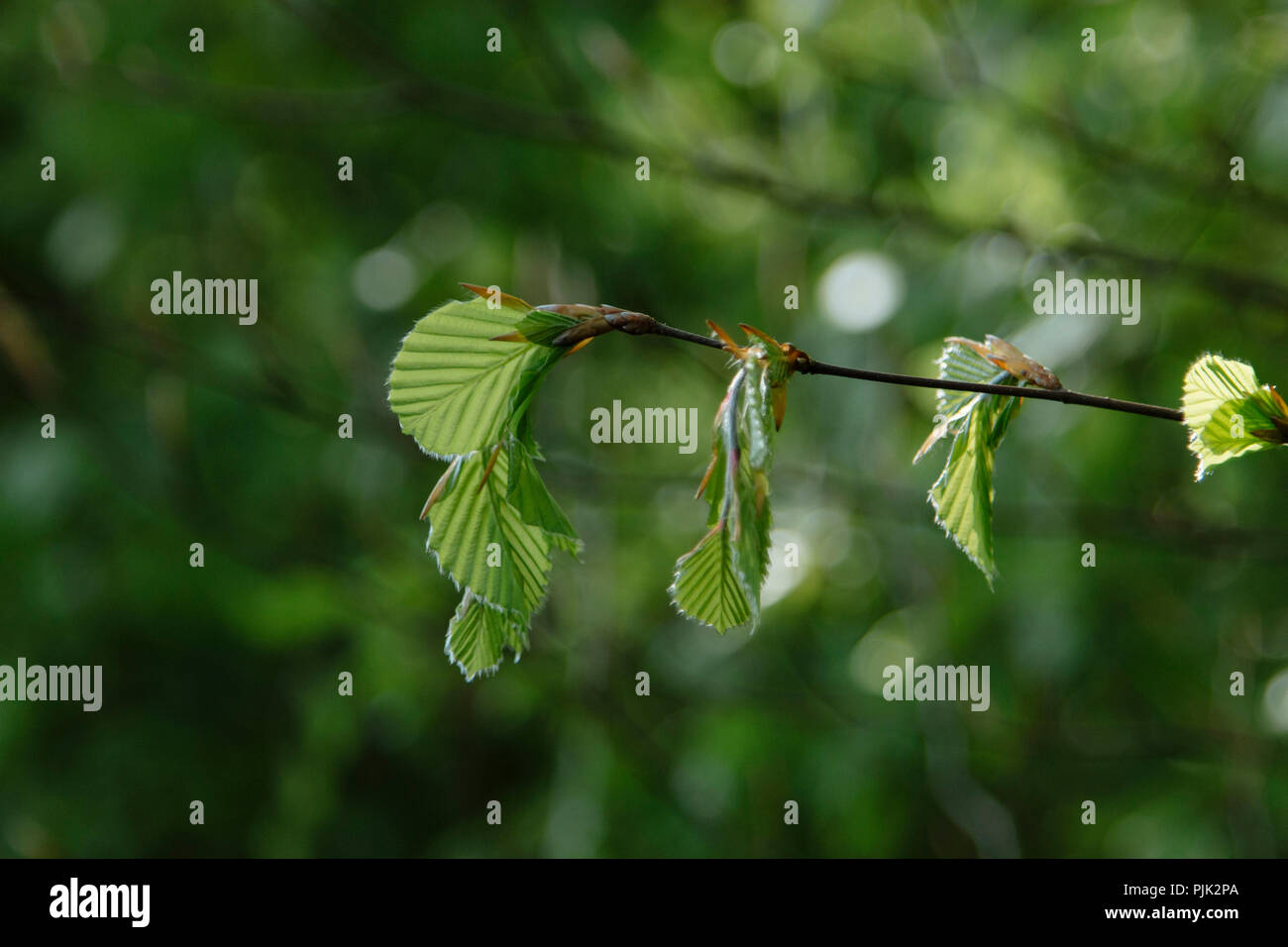 Beech leaves in spring hi-res stock photography and images - Alamy