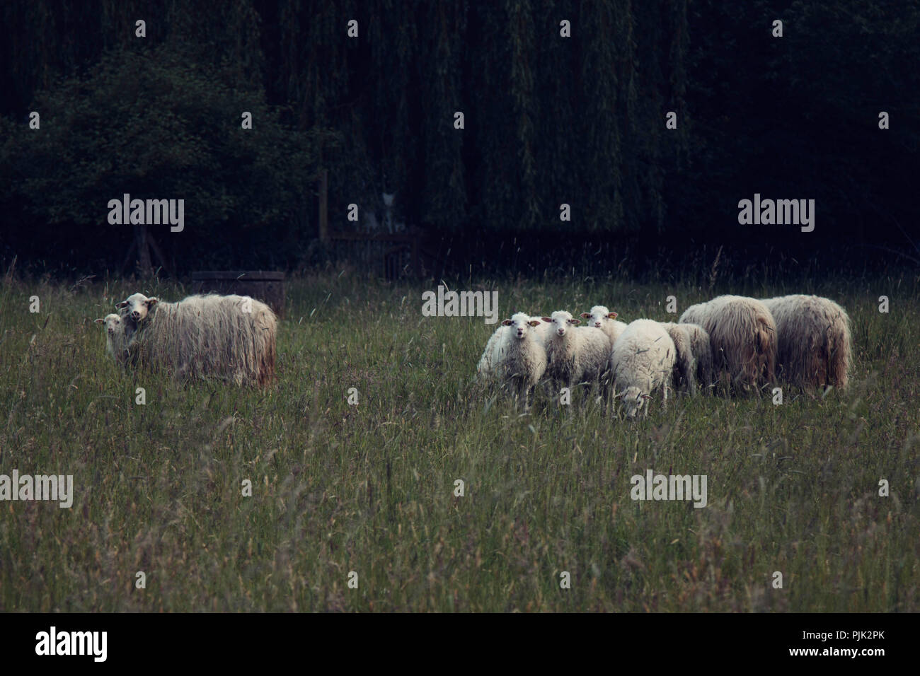 Sheep in natural environment hi-res stock photography and images - Alamy