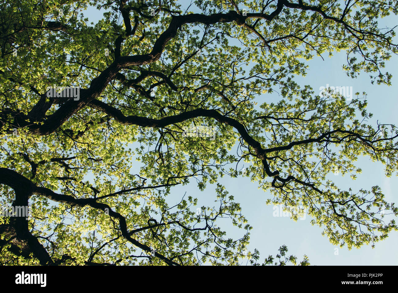 Bright colour foliage hi-res stock photography and images - Alamy