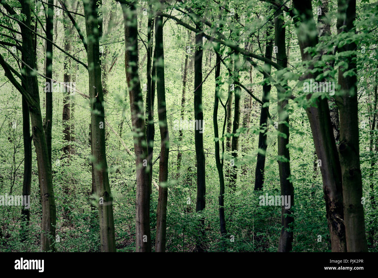 Beech wood hi-res stock photography and images - Alamy