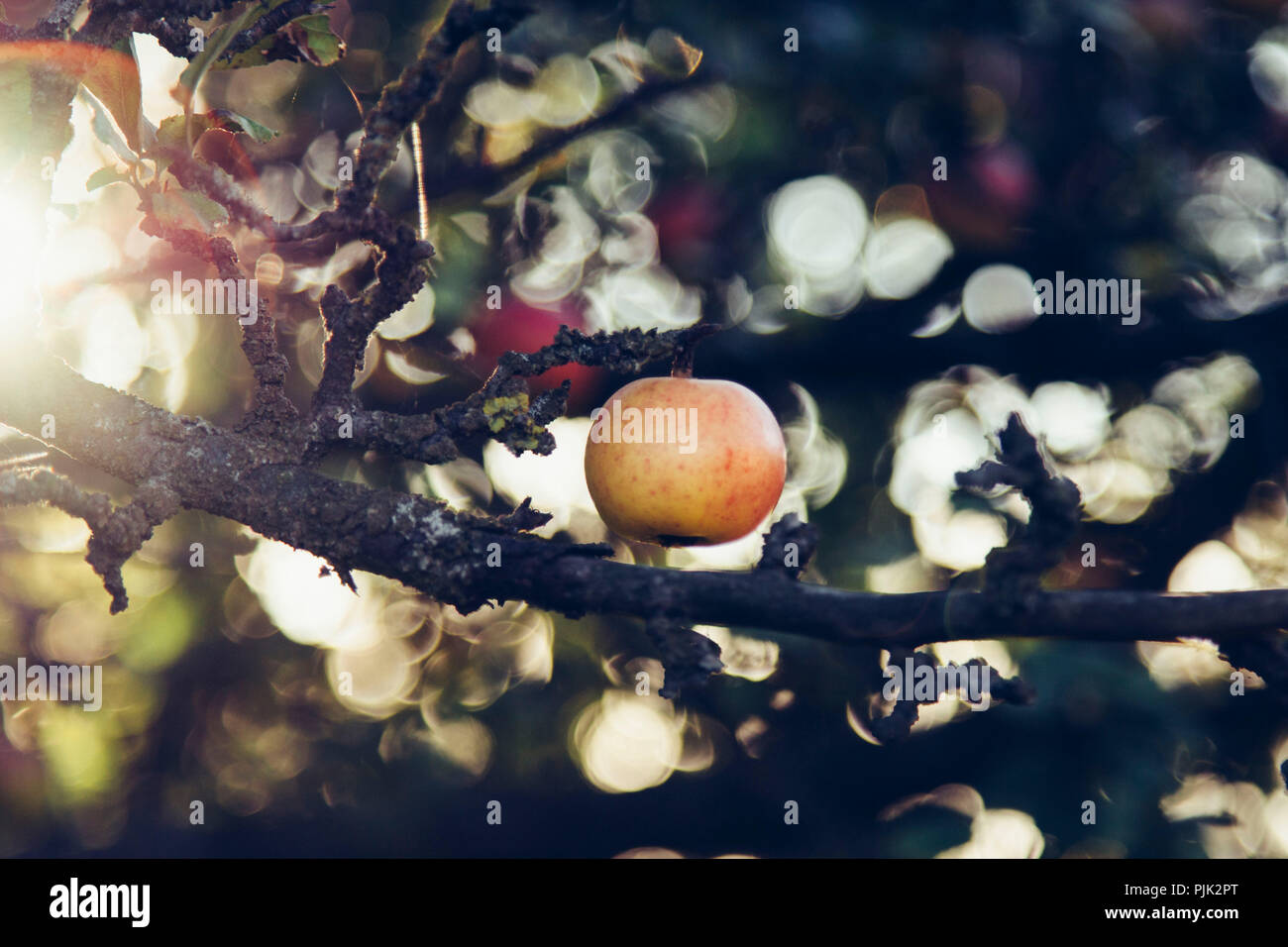 Shining apples hi-res stock photography and images - Alamy