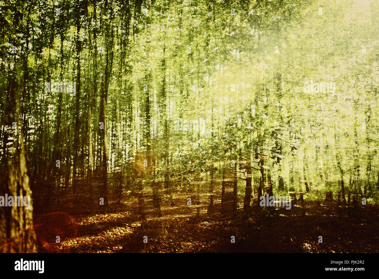 The autumnal forest photographed in golden sunlight using multiple ...