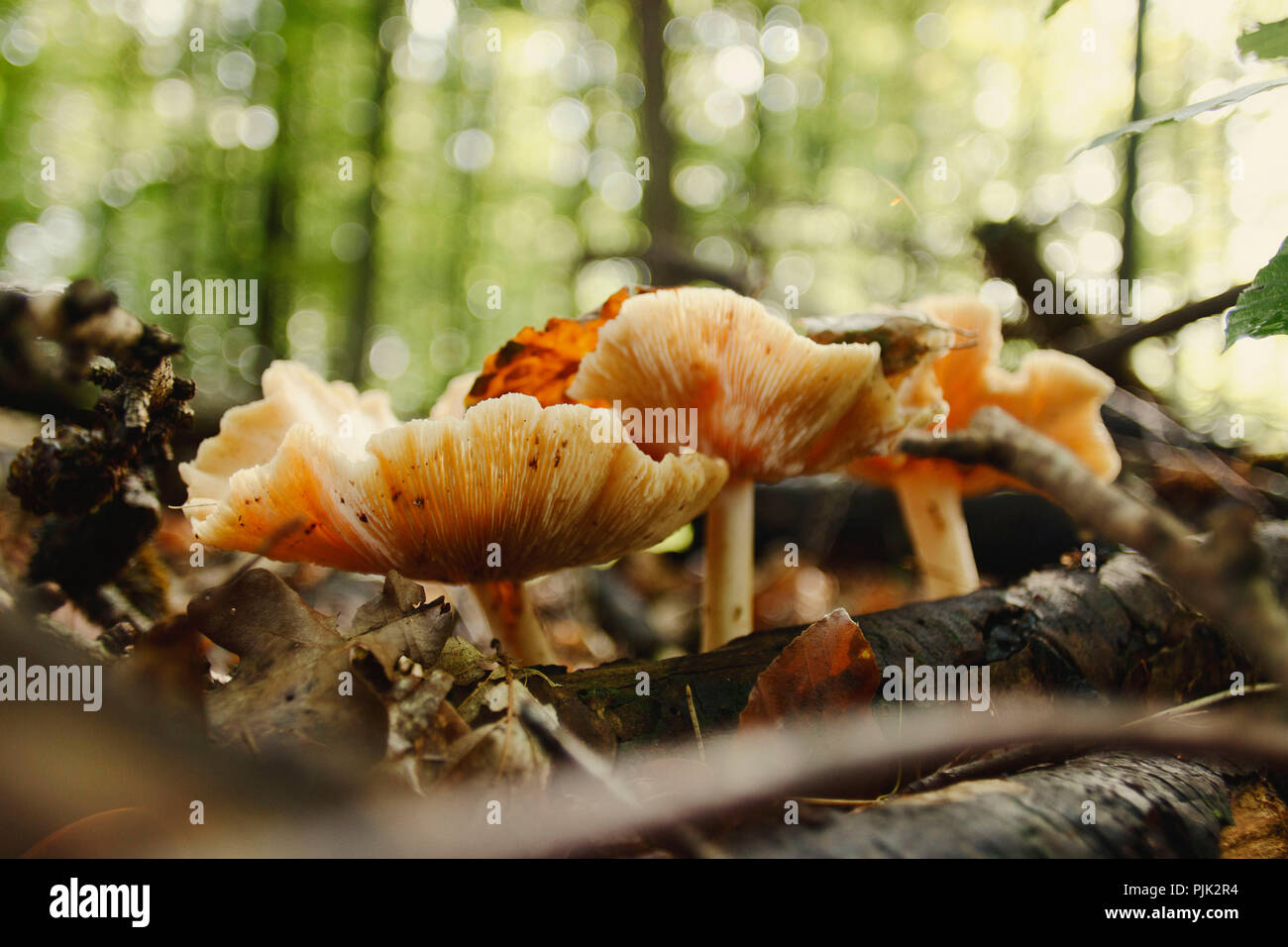 Wild mushrooms in light hi-res stock photography and images - Alamy