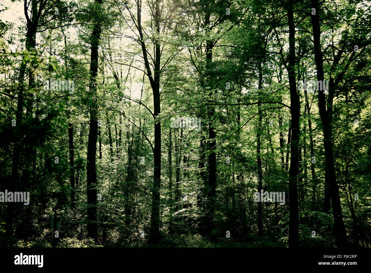 Sunrise in deciduous forest in spring Stock Photo - Alamy