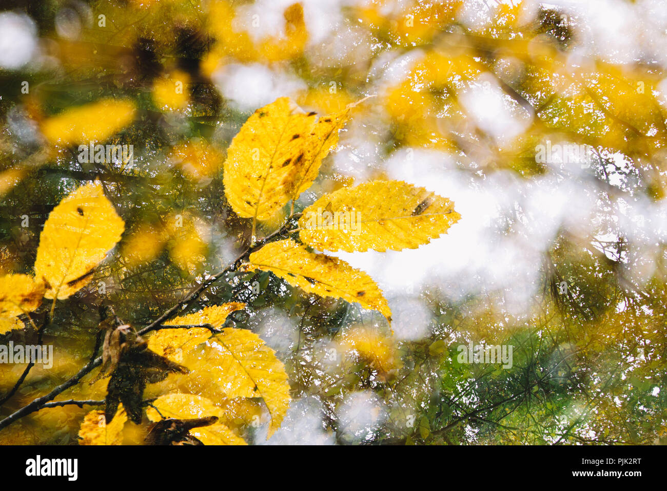 Walk in autumn forest with fog in October, walk in autumnal October ...