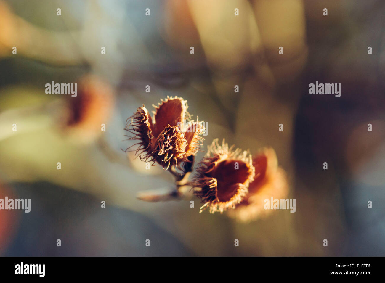 Empty nuts hi-res stock photography and images - Alamy