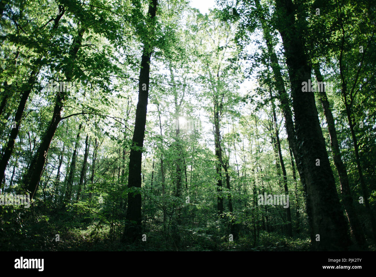 Sunrise in deciduous forest in spring Stock Photo - Alamy