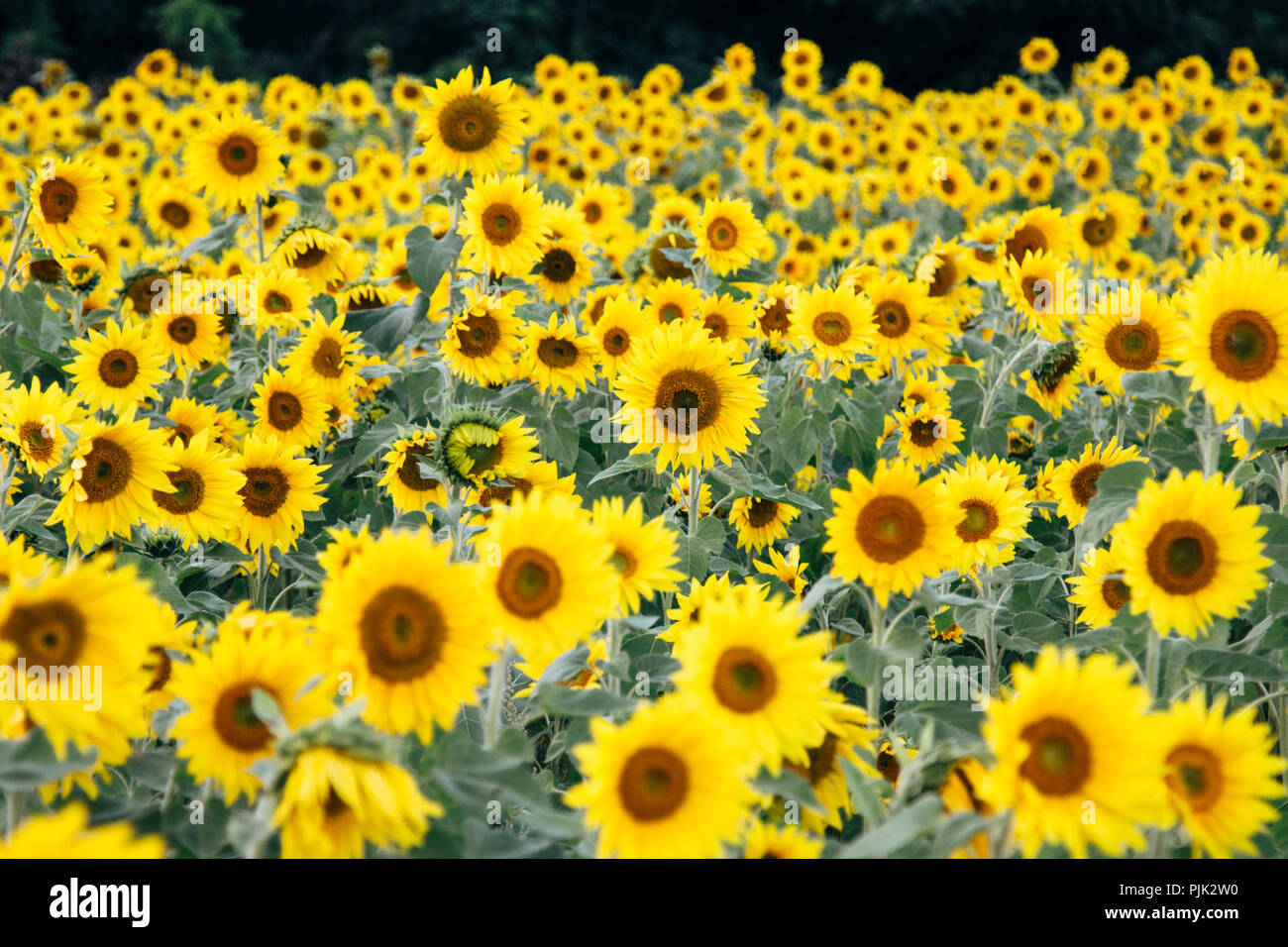 Field of common sunflowers hi-res stock photography and images - Alamy