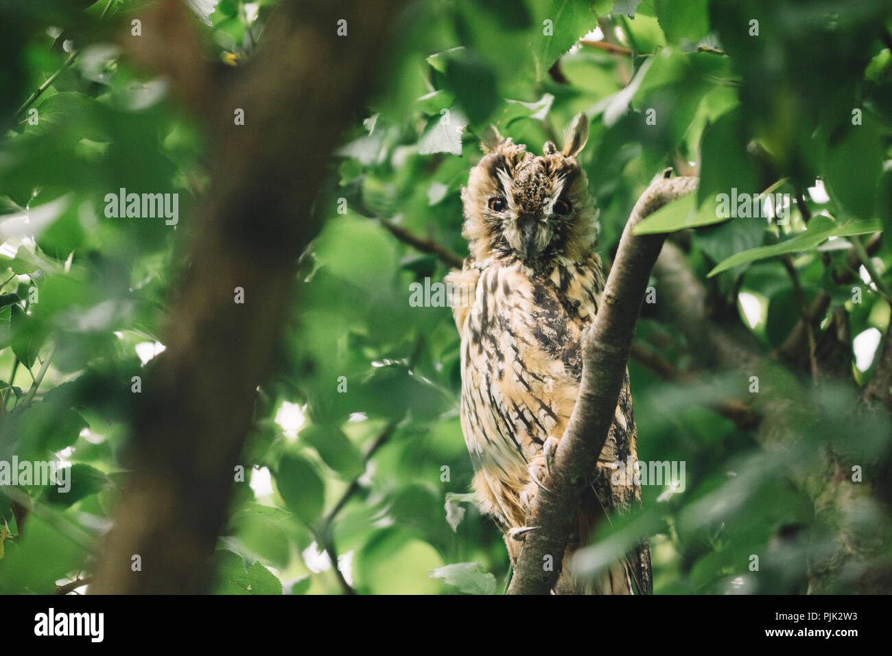 Long-eared owl in a tree Stock Photo - Alamy
