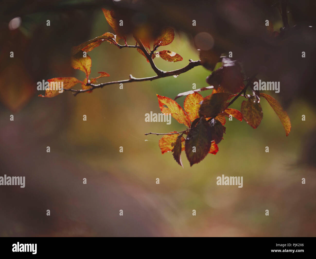 Light colored tree trunk hi-res stock photography and images - Alamy