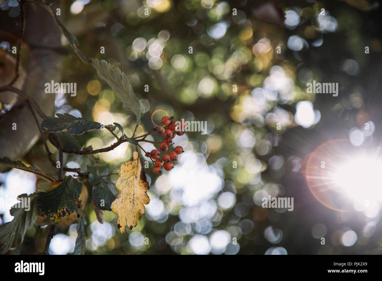 Most beautiful day in life hi-res stock photography and images - Alamy