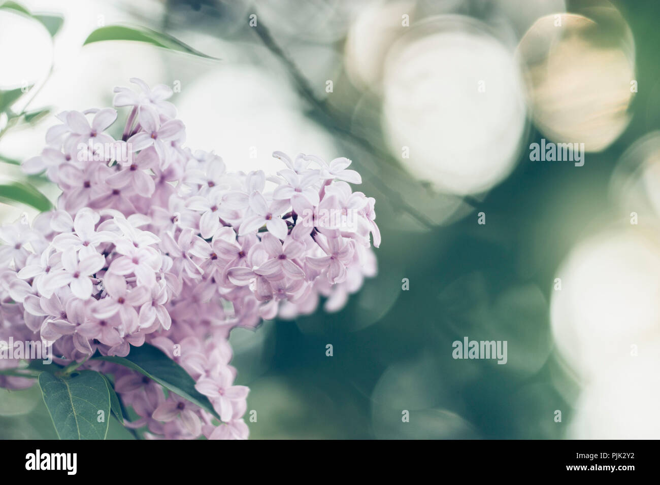 Lilac bush in spring hi-res stock photography and images - Alamy