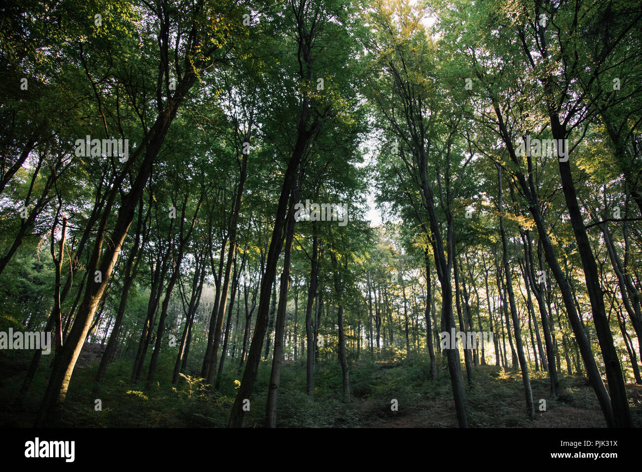 Senne hi-res stock photography and images - Alamy