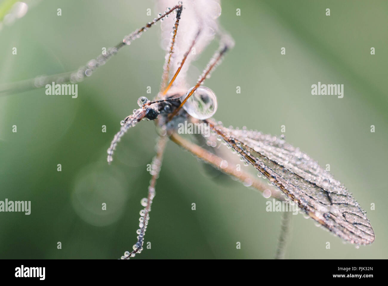 Sleep insect hi-res stock photography and images - Alamy