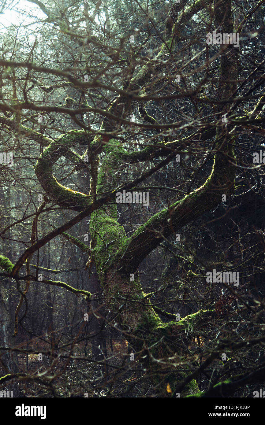 Augustdorf High Resolution Stock Photography and Images - Alamy
