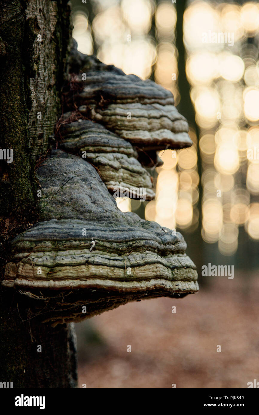 Fungi on beech tree hi-res stock photography and images - Alamy