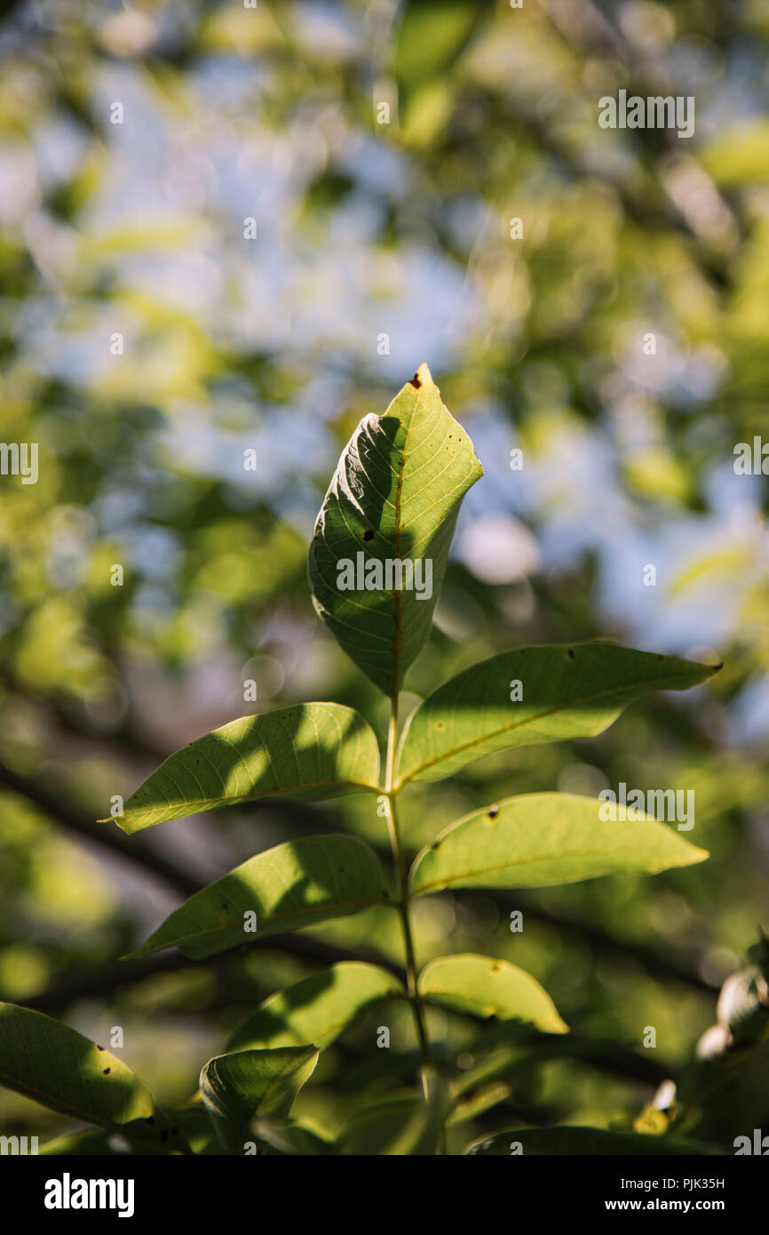 The foliage of the walnut tree in the autumn sun Stock Photo - Alamy