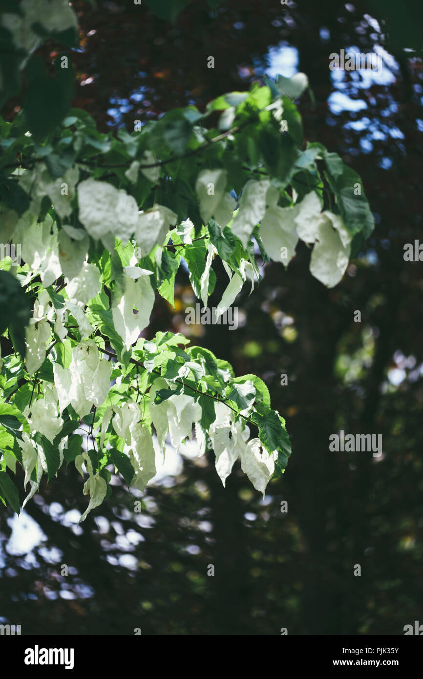Handkerchief tree in the botanical garden in Bielefeld Stock Photo - Alamy