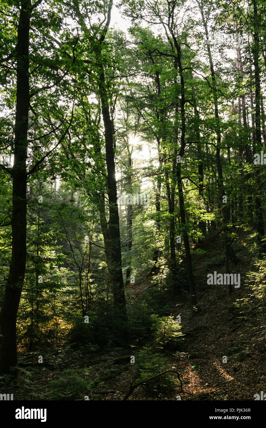 June in the teutoburg forest hi-res stock photography and images - Alamy