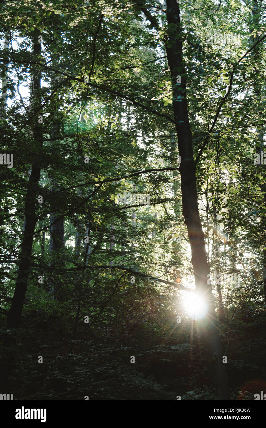 June in the Teutoburg Forest Stock Photo - Alamy