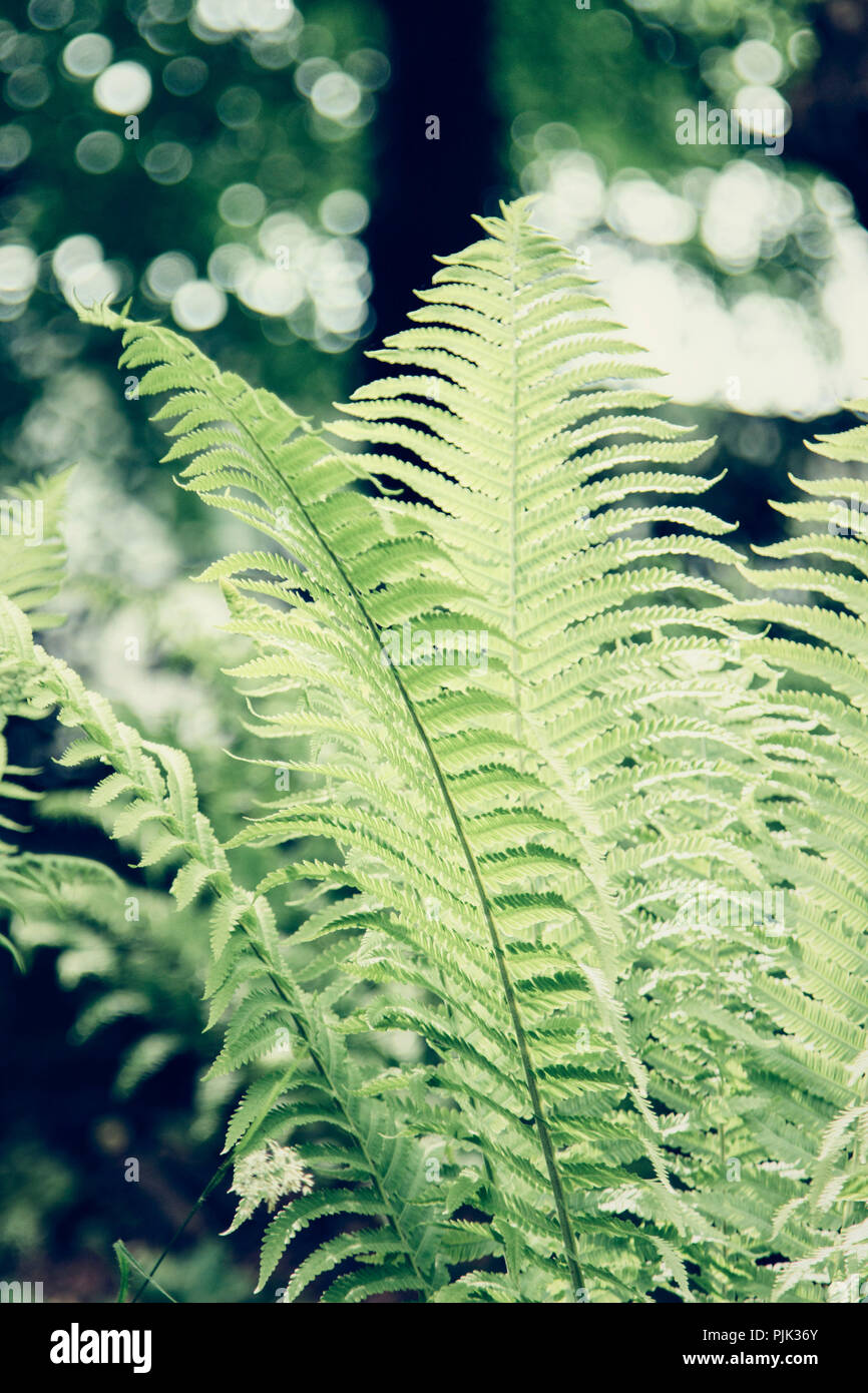 Fern in the light hi-res stock photography and images - Alamy