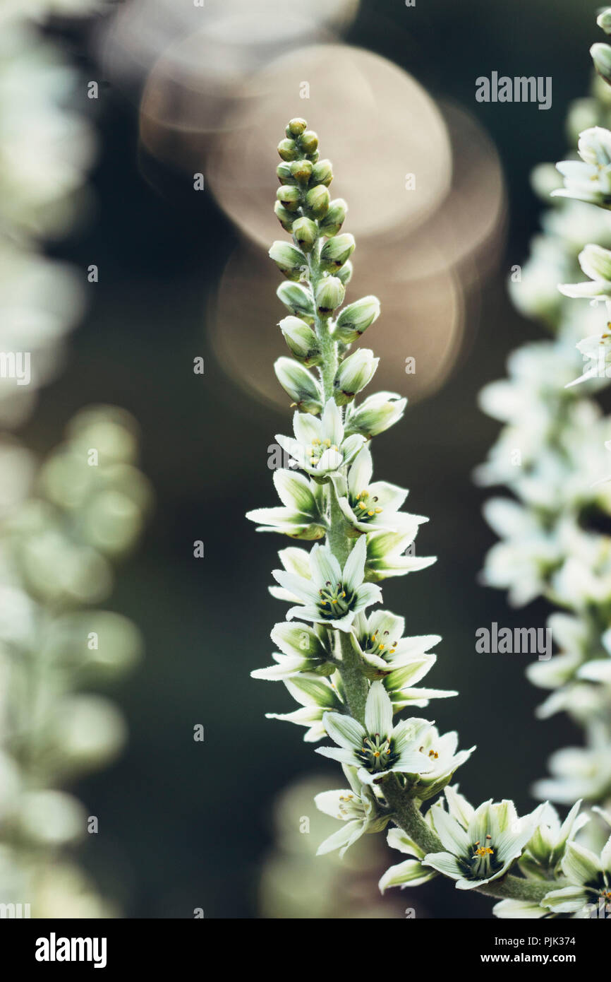Blossoming false helleborine in the botanical garden in bielefeld hi ...