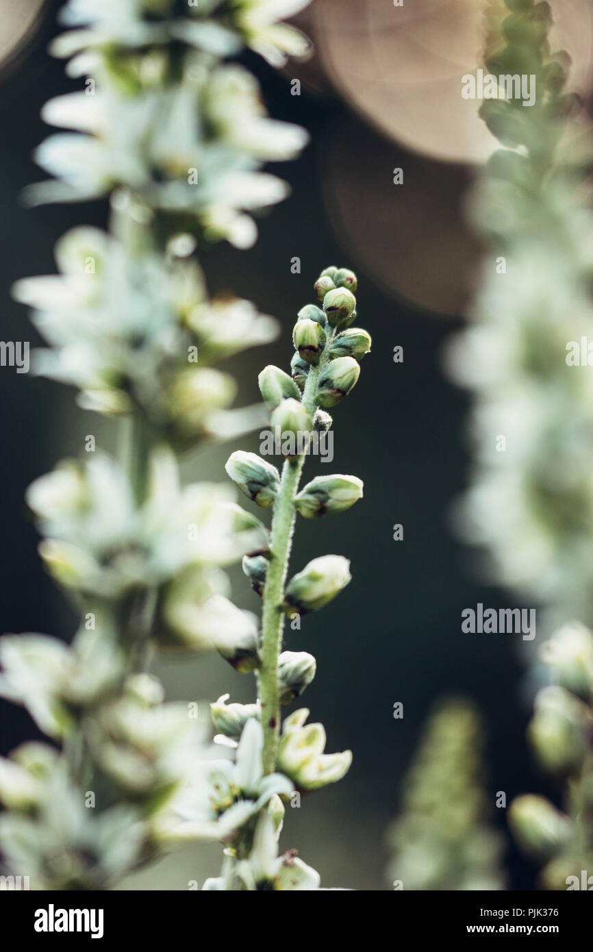 Blossoming false helleborine in the botanical garden in bielefeld hi ...